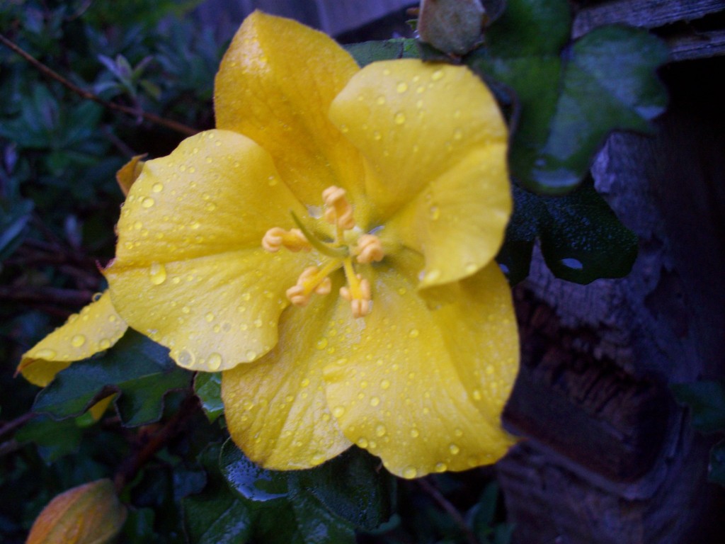 Coastal Terrace Plant Options | Monterey Bay Friendly Landscaping